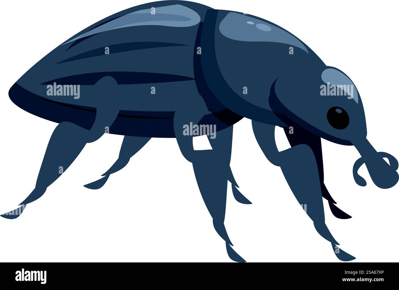 Gray weevil walking with six legs and a snout. Gray weevil is taking a ...