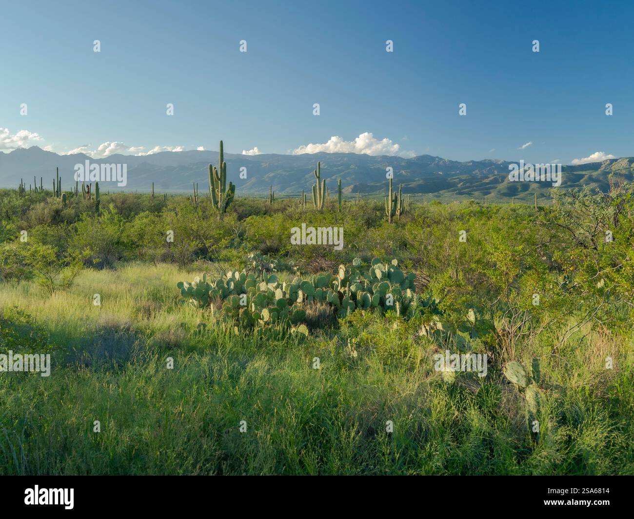 Saguaro National Park East view of desert scrubland of the Saguaro ...