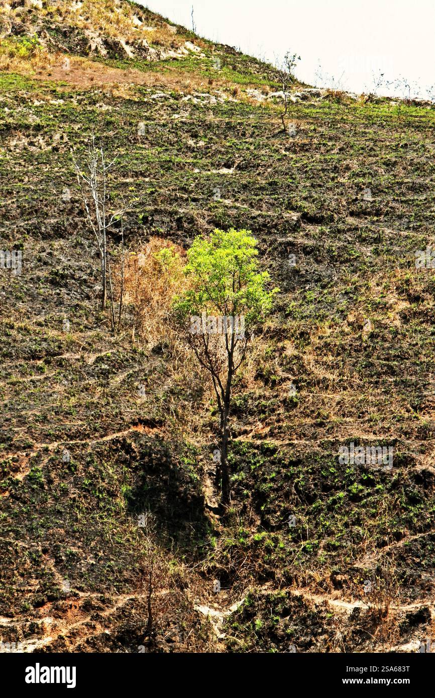 Dry landscape during dry season in Tabundung, East Sumba, East Nusa ...
