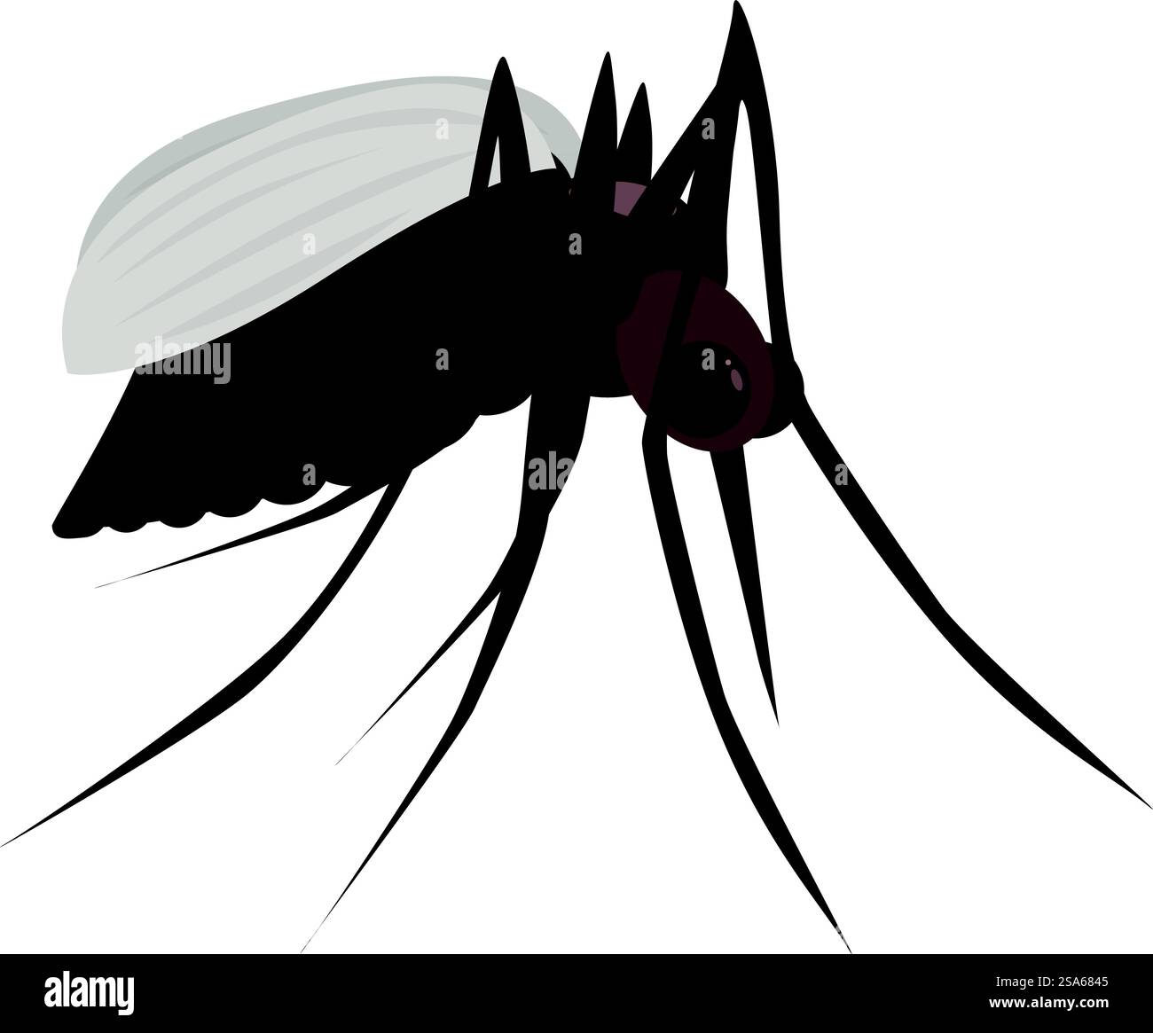 Mosquito standing on surface, dangerous insect, carrier of infections ...