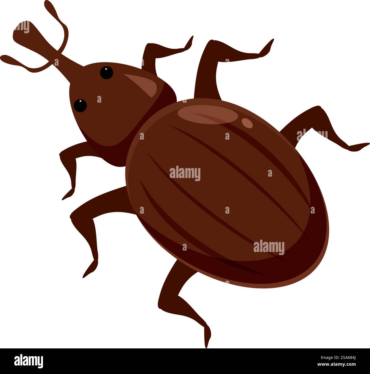 Brown weevil beetle is standing and looking forward. Brown weevil ...