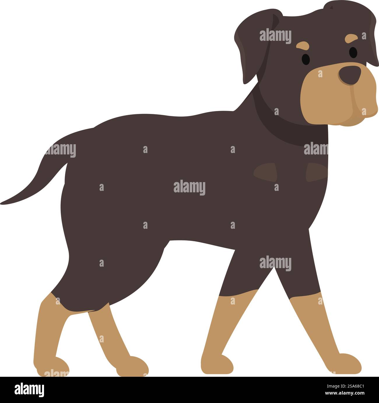 Confident purebred rottweiler walking happily on a white background ...