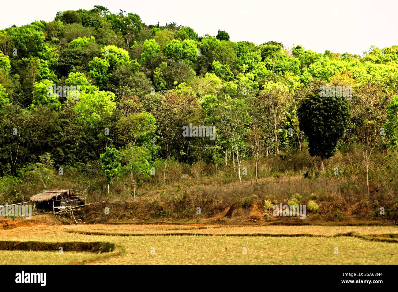 A hut between agricultural terrace and forest on the outskirts of ...