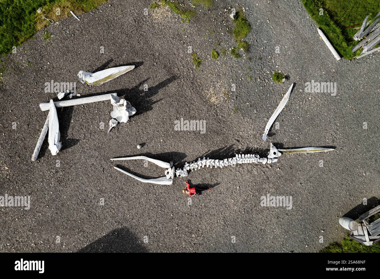 Aerial drone topdown view of large whale skeleton on pebbled ground ...