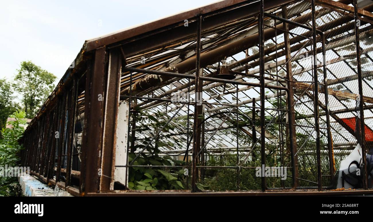 old abandoned greenhouse rusted metal structures overgrown grass wild ...