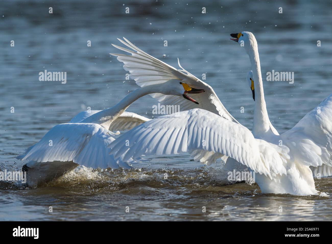 Tundra Swan, Bewick's Swan, Cygnus columbianus at winter in Slimbridge ...