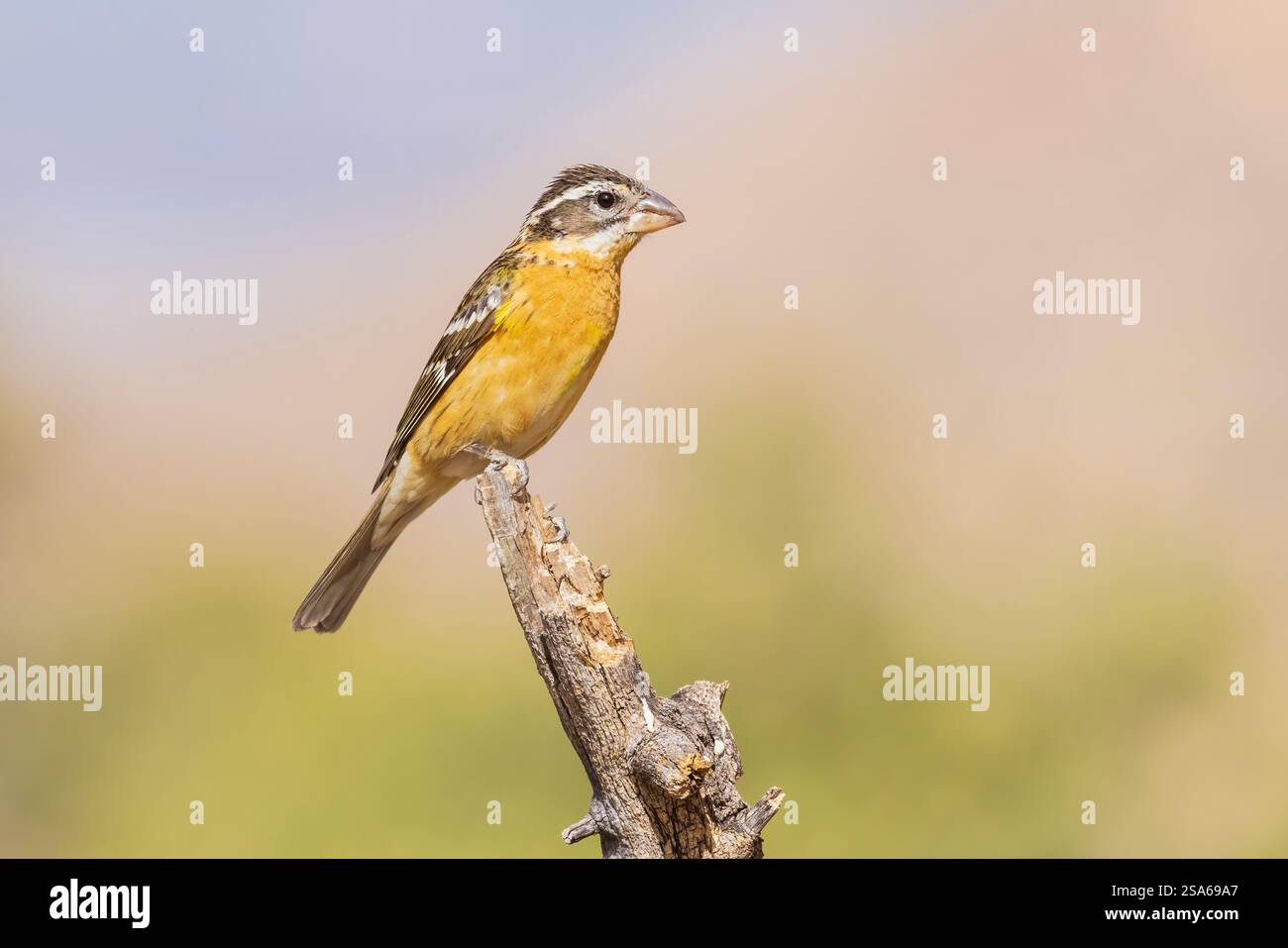 Black-headed Grosbeak female, Pima County, Arizona Stock Photo - Alamy