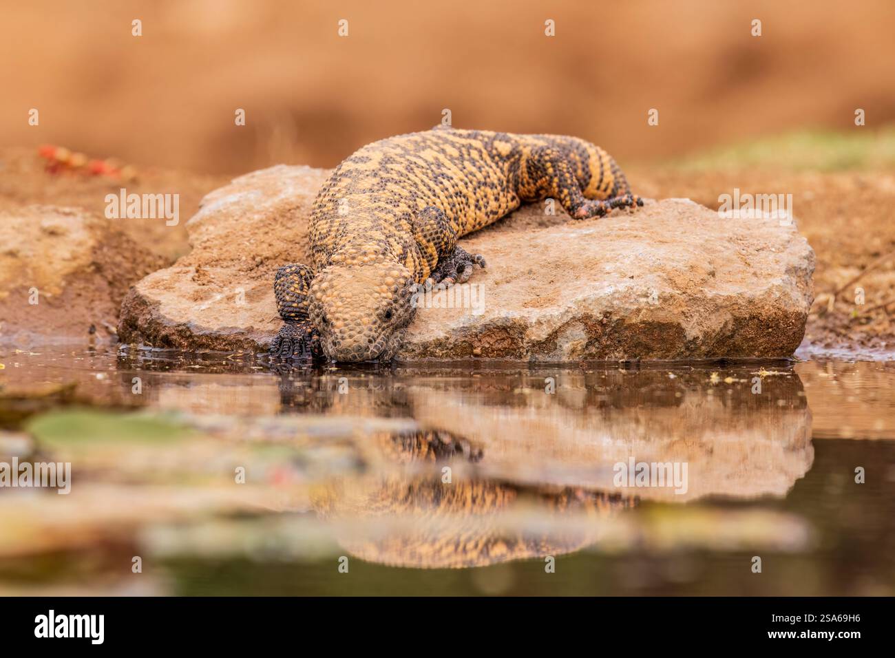 Gila Monster at water, Pima County, Arizona Stock Photo - Alamy