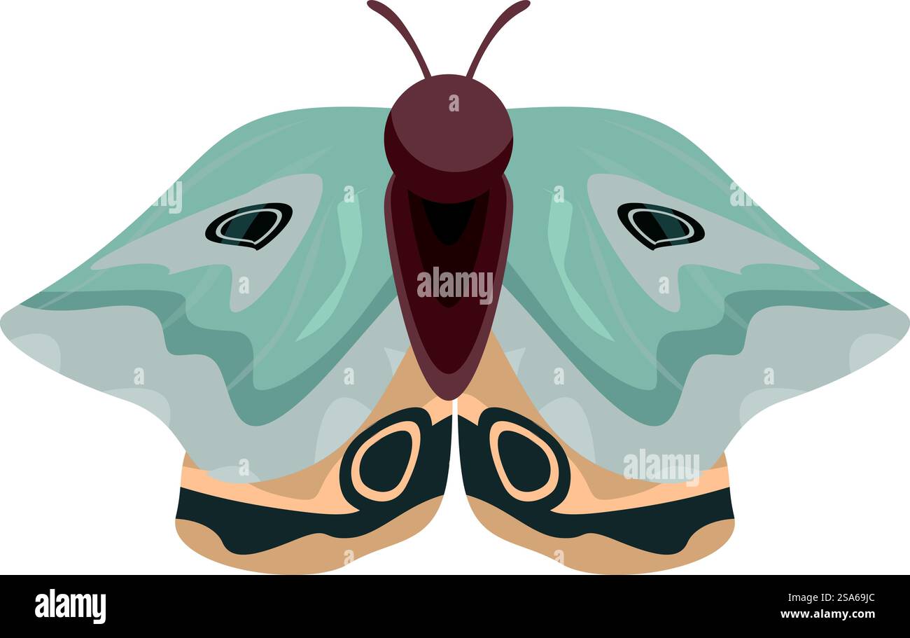 Giant silk moth with blue and grey patterned wings spreading them while ...