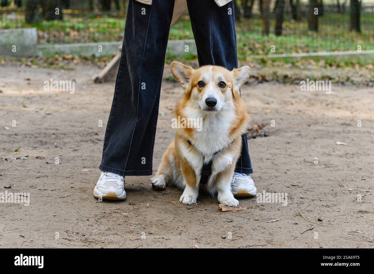 A red and white Welsh corgi in a black harness sits between the legs of ...