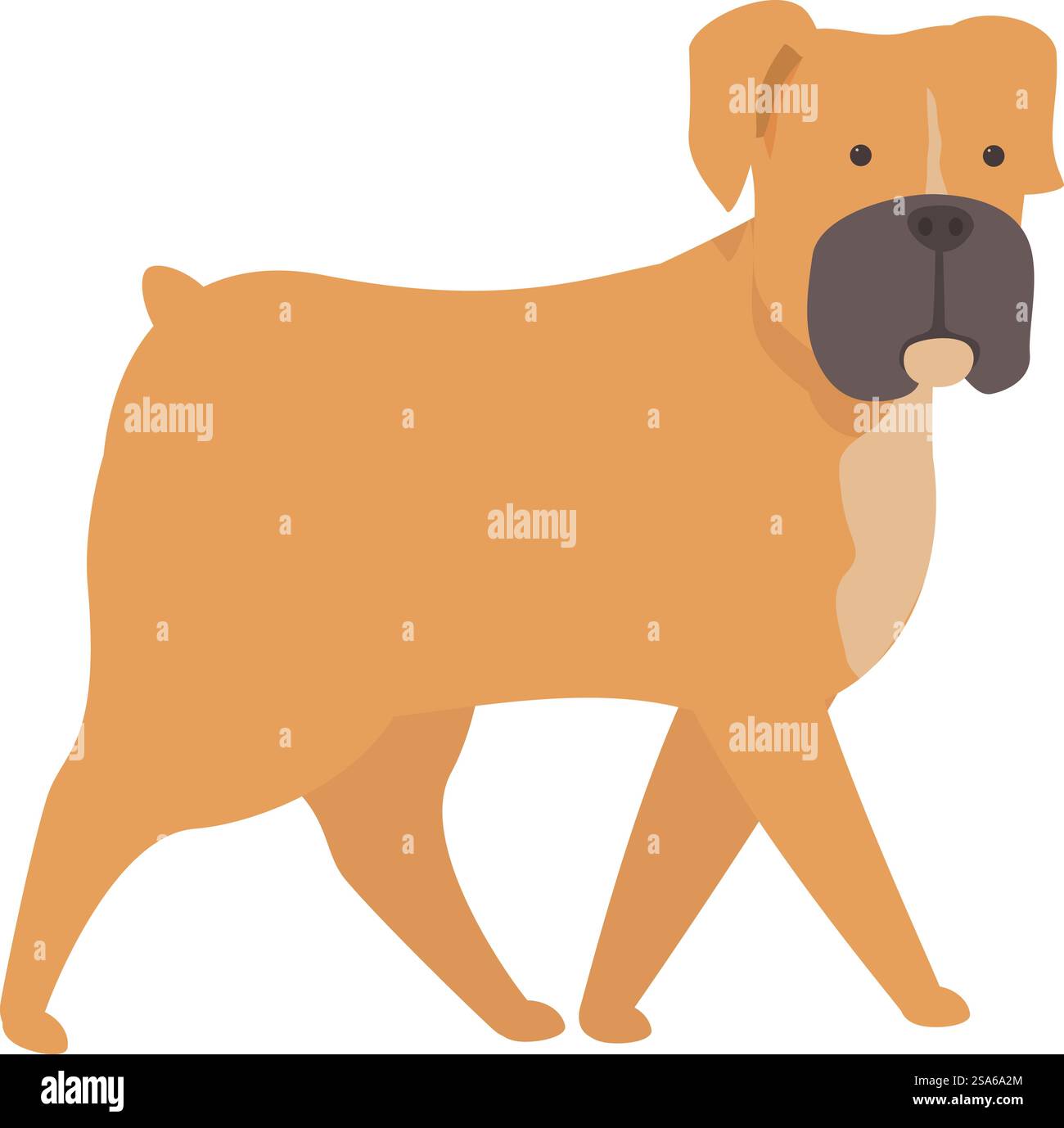 Happy boxer dog is taking a leisurely walk. Happy boxer dog walking ...