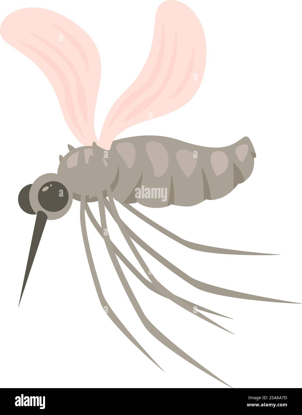 Mosquito is flying, spreading potentially deadly diseases like malaria ...