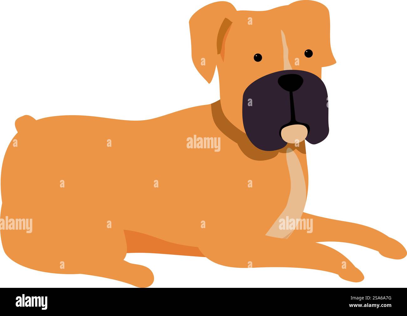 Adorable boxer dog laying down, showing its friendly and loyal ...