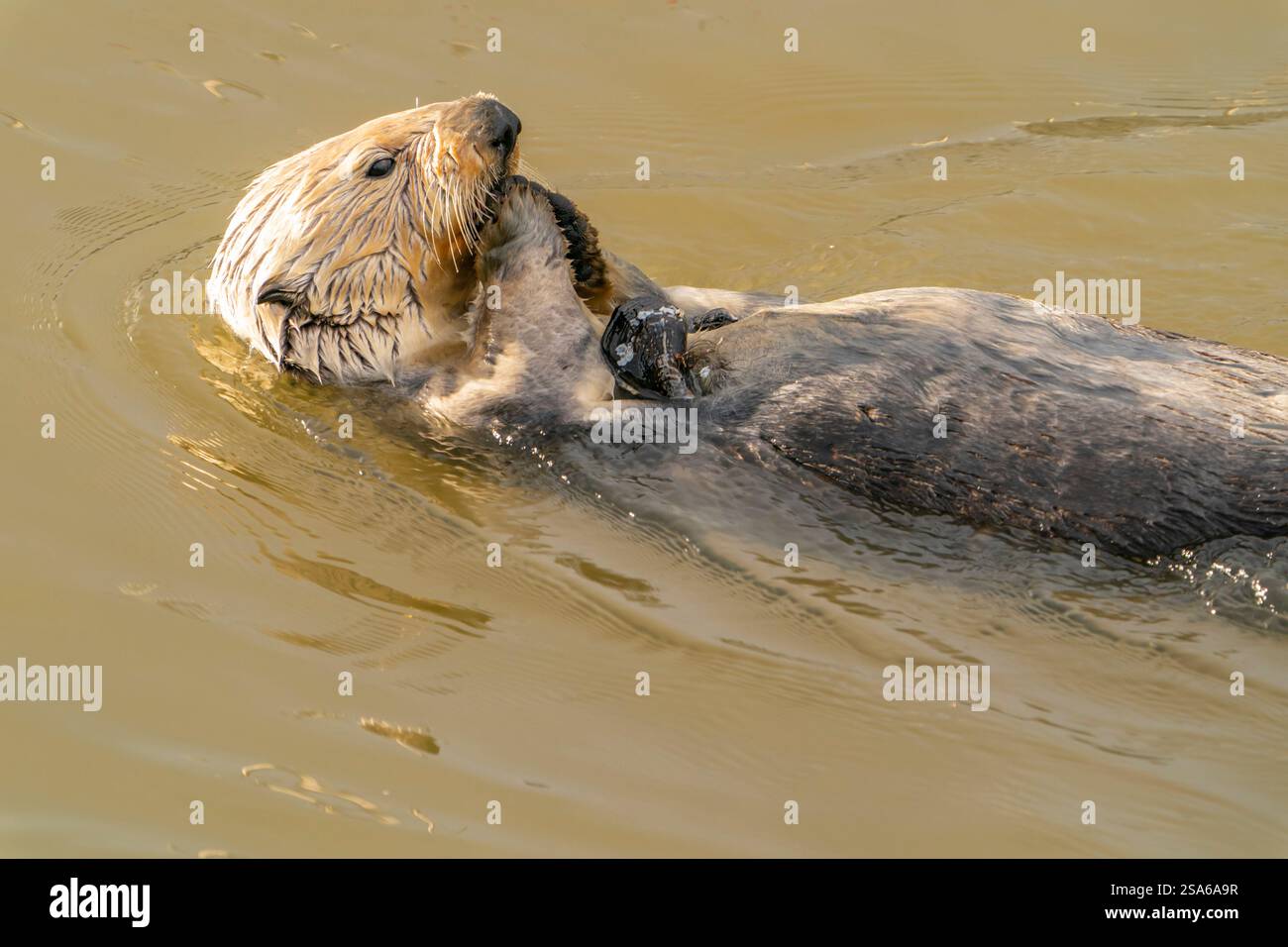 USA, California, Morro Bay. Sea otter in water eating mussel Stock ...