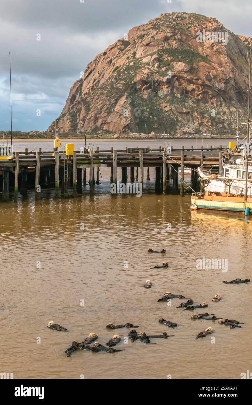 USA, California, Morro Bay. Morro Rock and marina with sea otters Stock ...