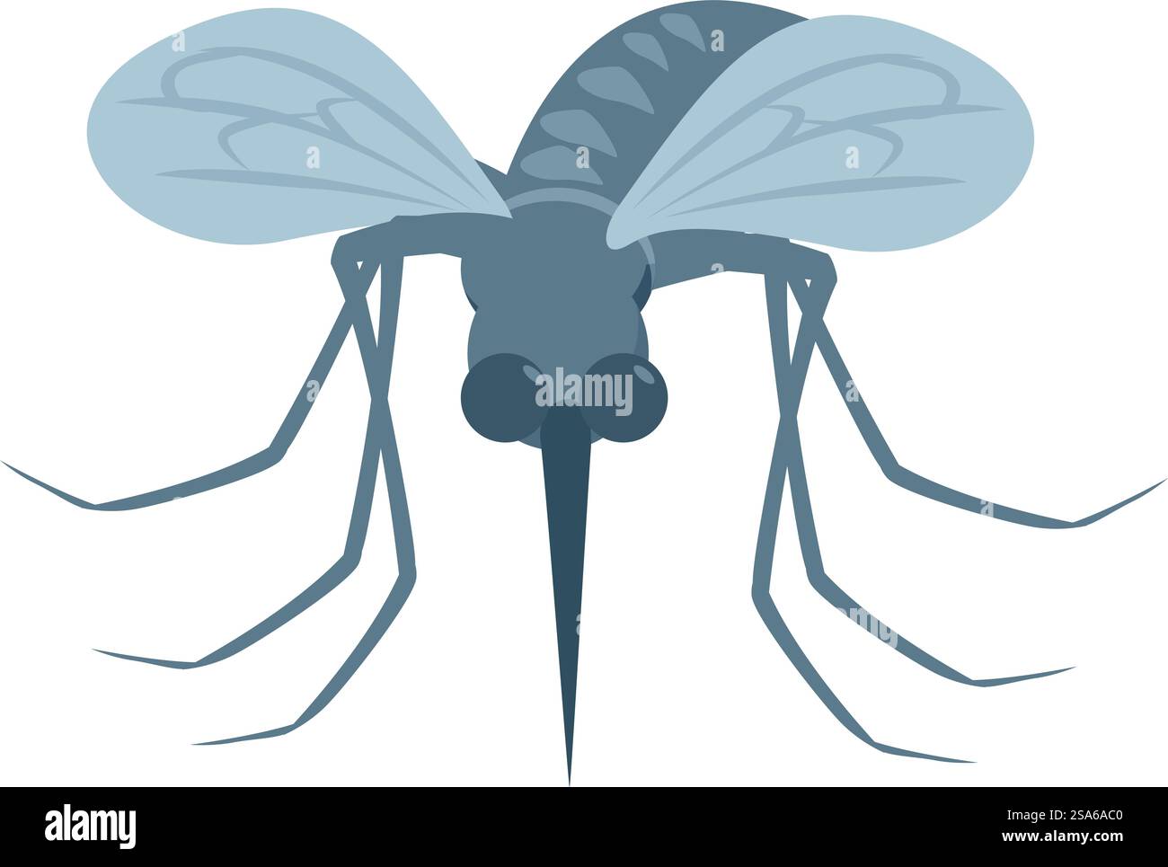 Grey mosquito is preparing to bite and spread malaria with its wings ...