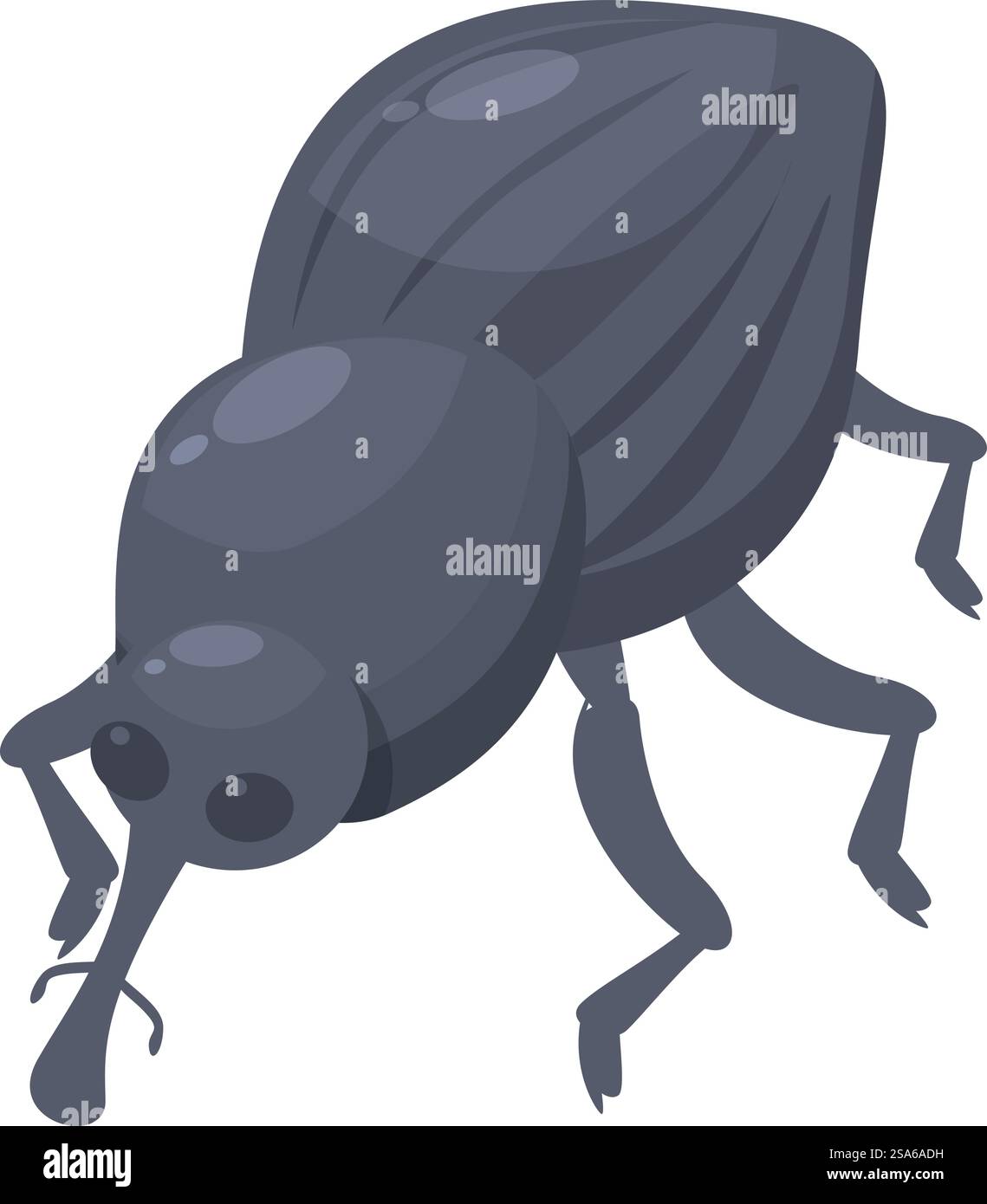 Large gray weevil with long legs and mouth parts crawling. Large gray ...