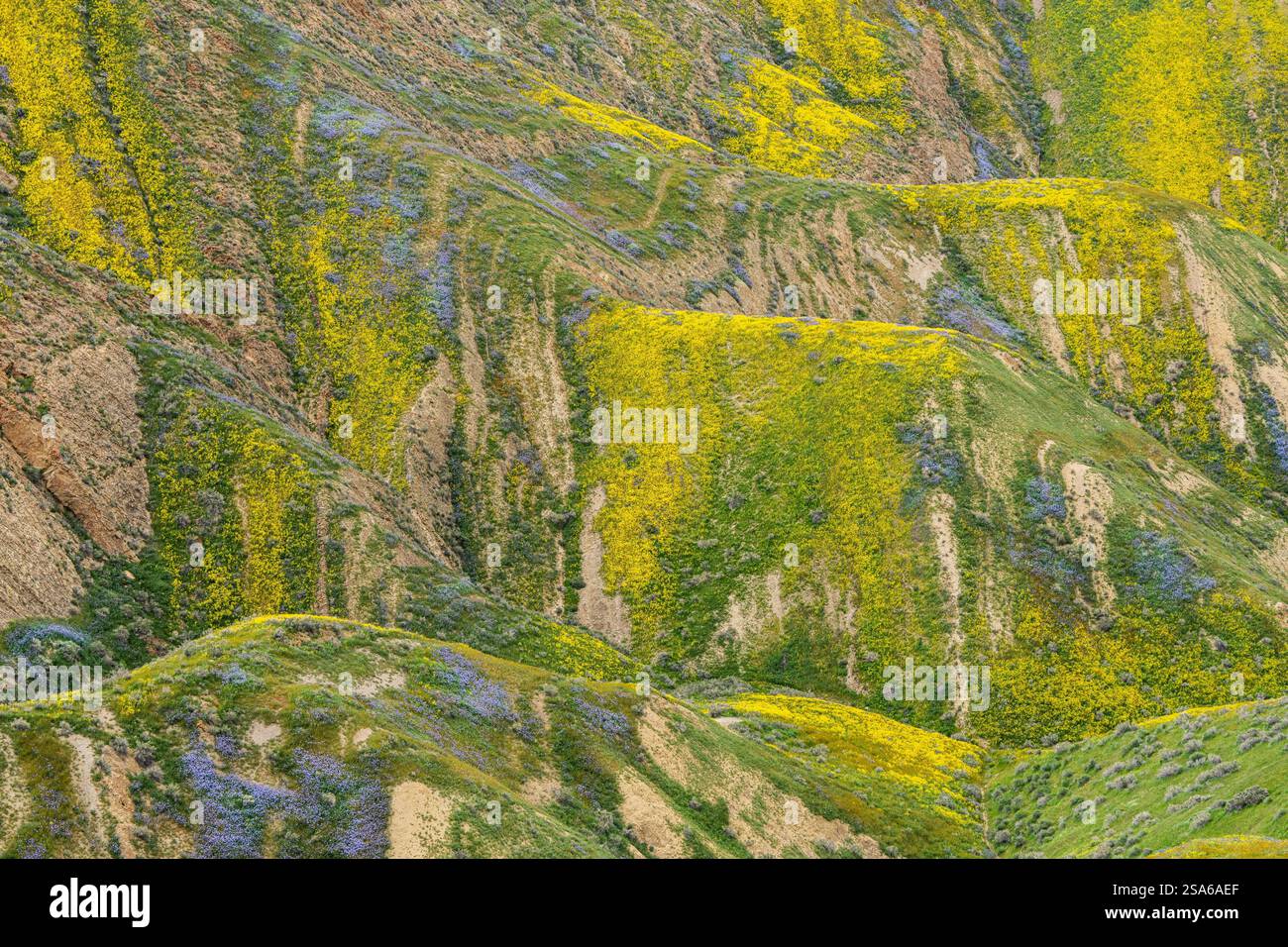 USA, California, Carrizo Plain National Monument. Spring wildflowers on ...