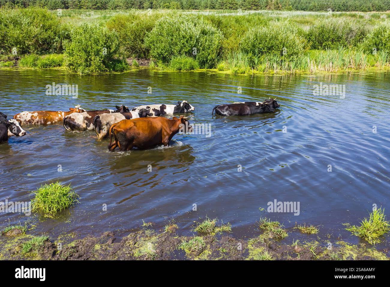 Cows wade cross the river in the countryside Stock Photo - Alamy