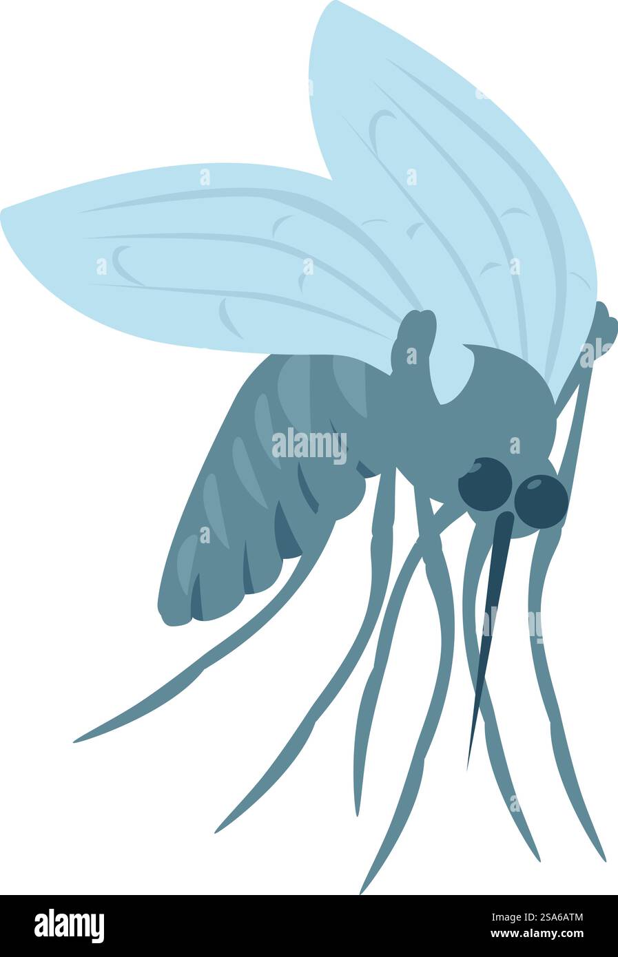Mosquito is preparing to bite, potentially spreading dangerous diseases ...
