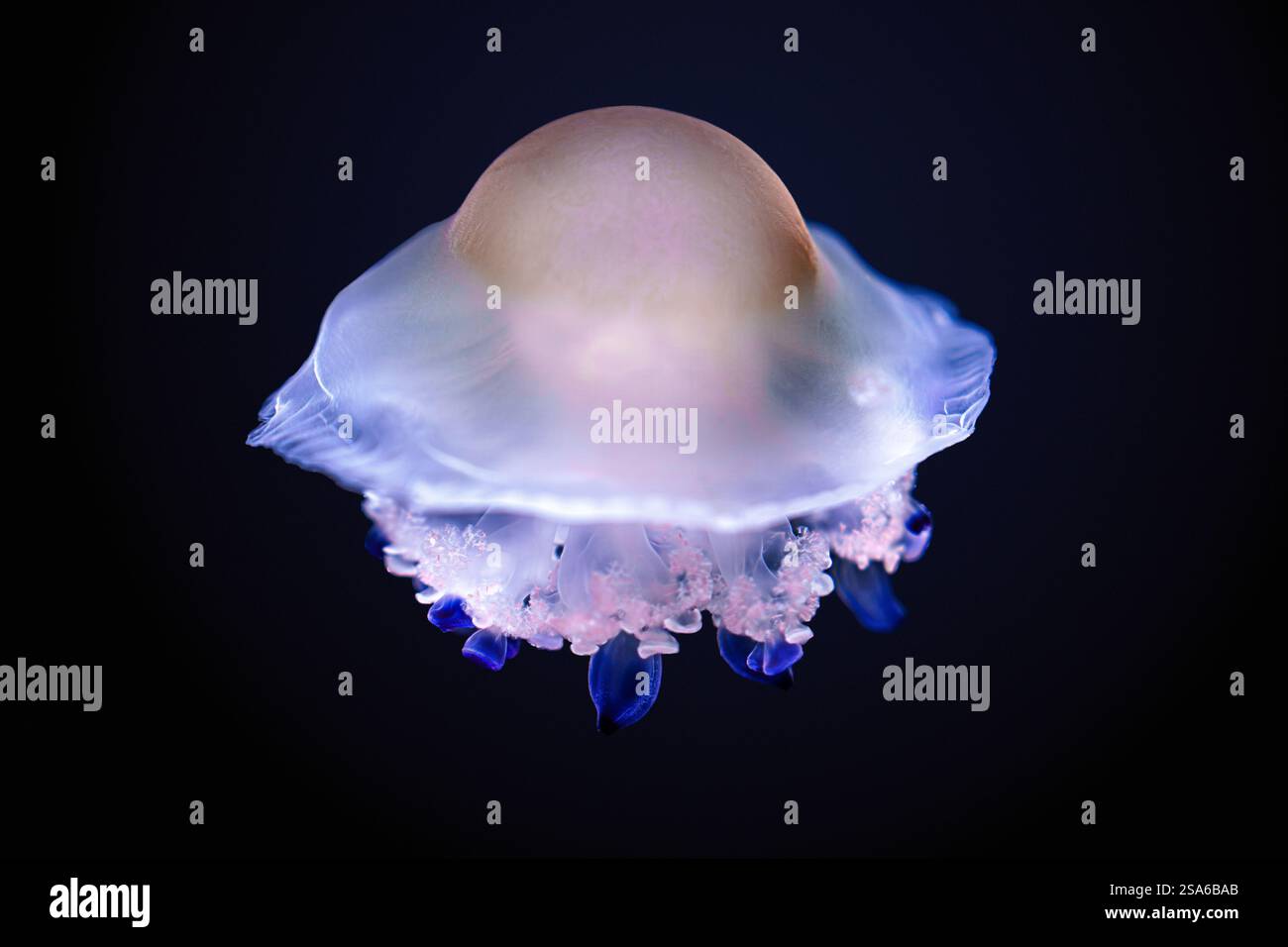 Stunning Glowing Jellyfish with Vibrant Colors and Graceful Tentacles ...