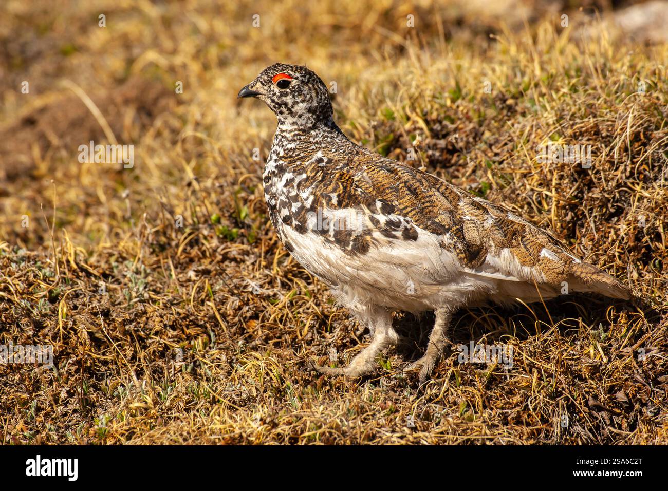 USA, Colorado, Mt. Evans. White-tailed ptarmigan bird changing plumage ...