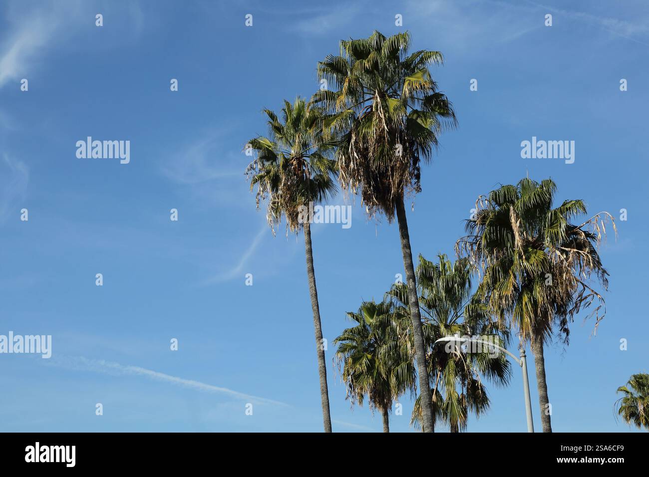 Iconic palm trees hi-res stock photography and images - Alamy
