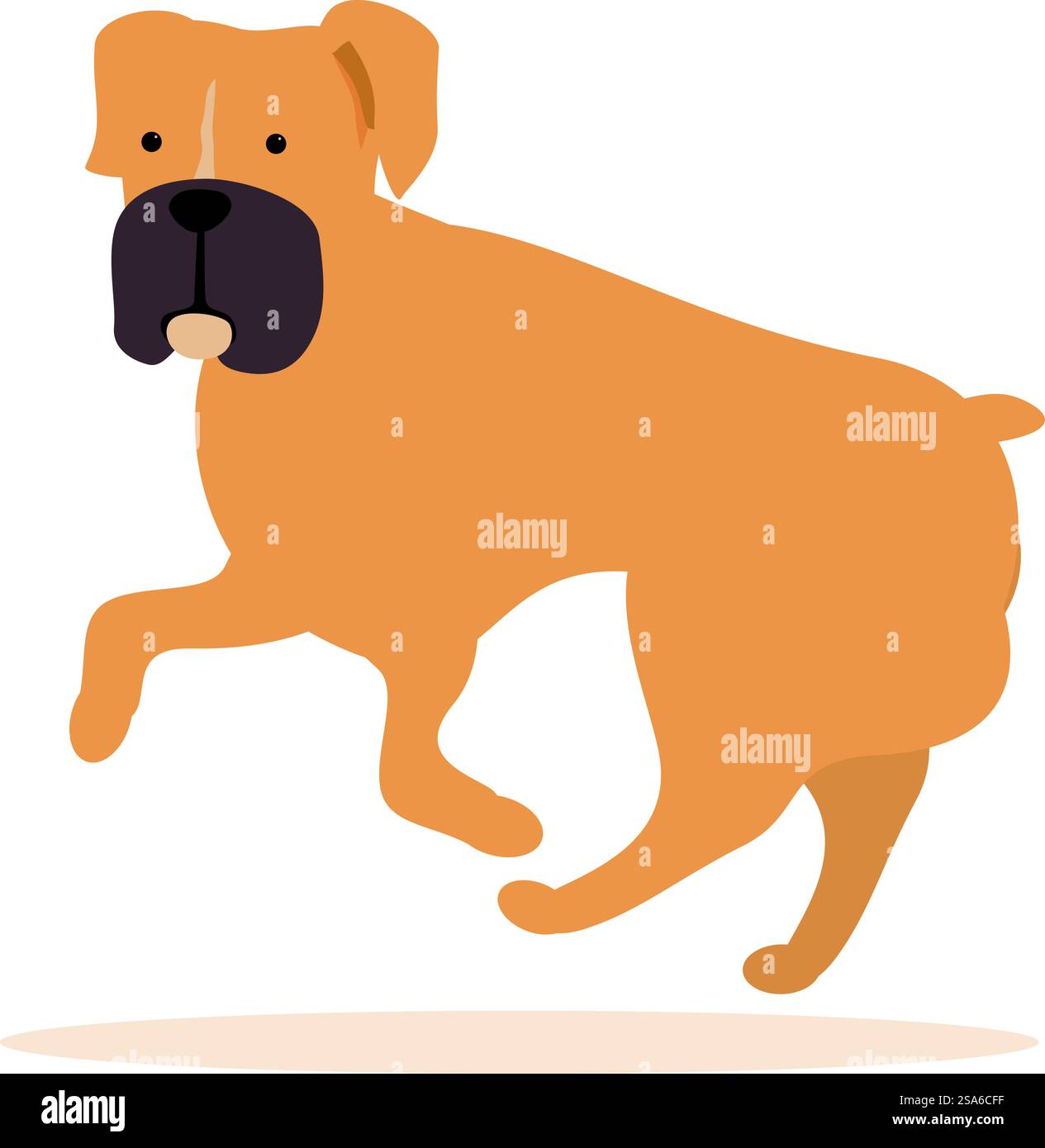 Playful boxer dog running happily with its tongue out. Happy boxer dog ...