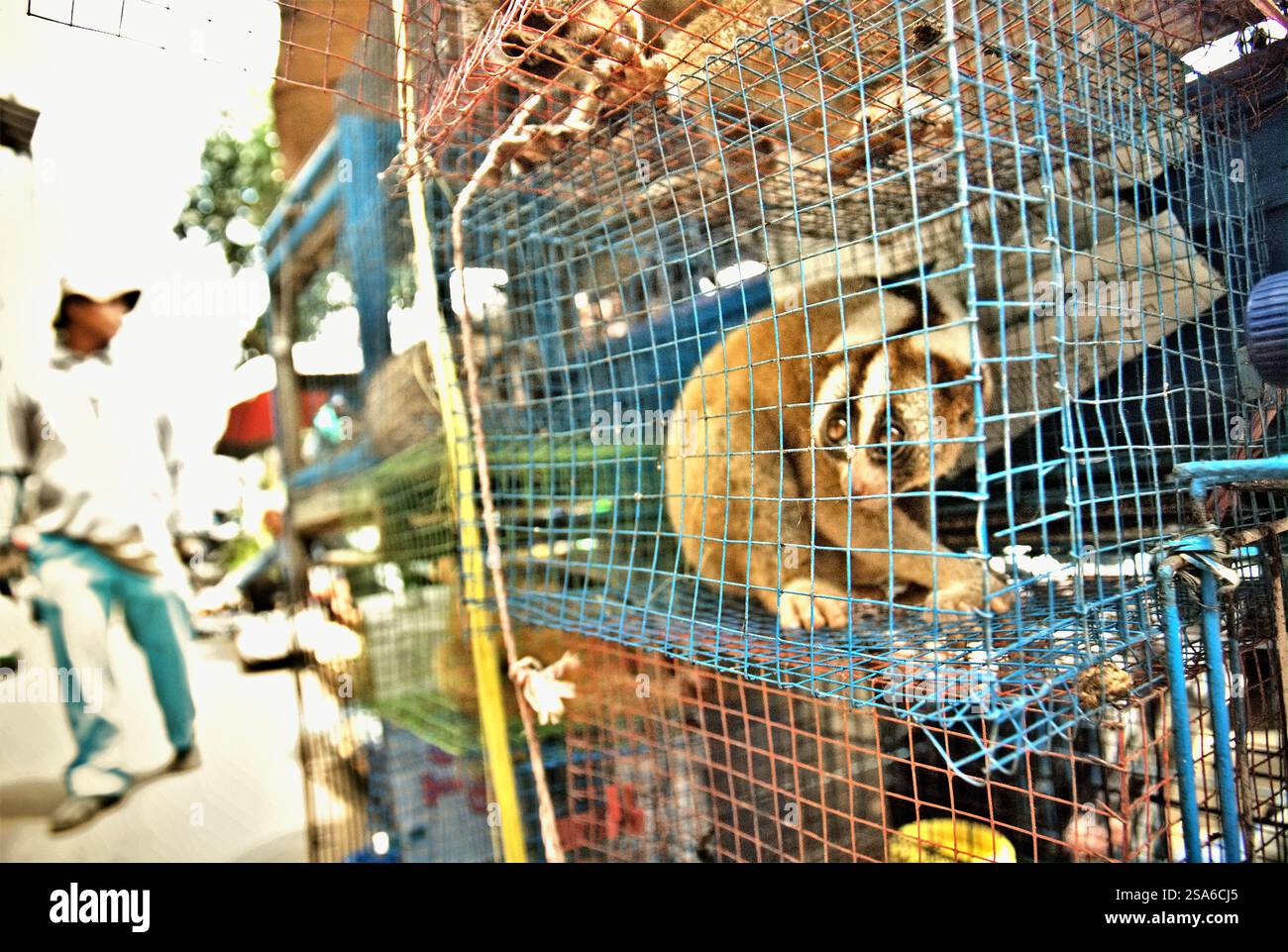 A roadside animal vendor near an animal market that also sells wildlife ...