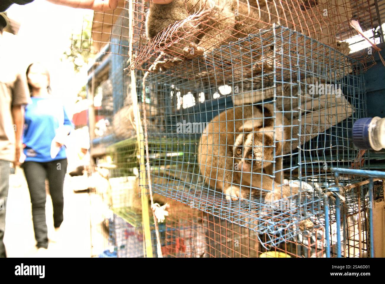 A roadside animal vendor near an animal market that also sells wildlife ...