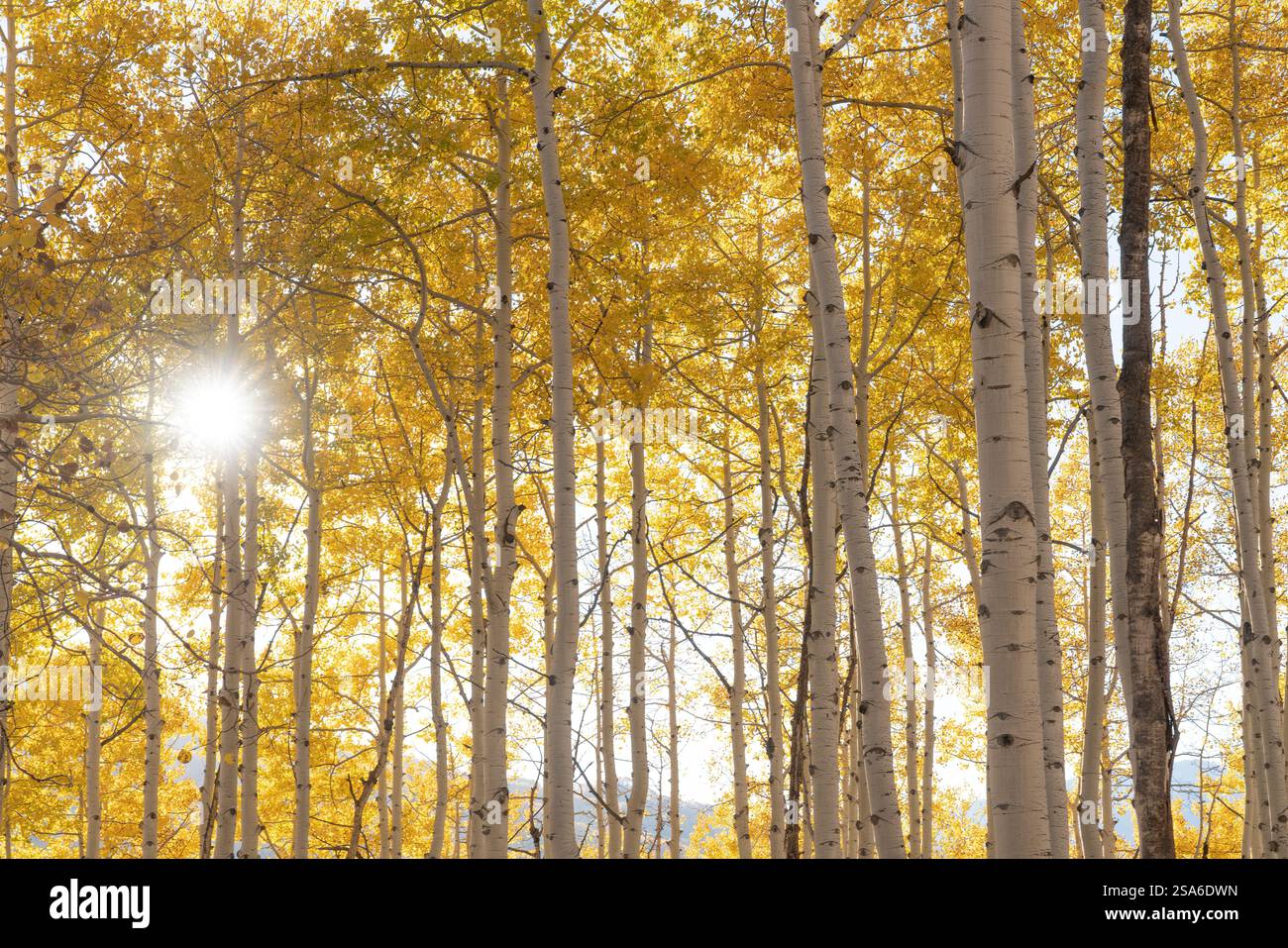 USA, Colorado, Gunnison National Forest. Sunburst on aspen grove Stock ...