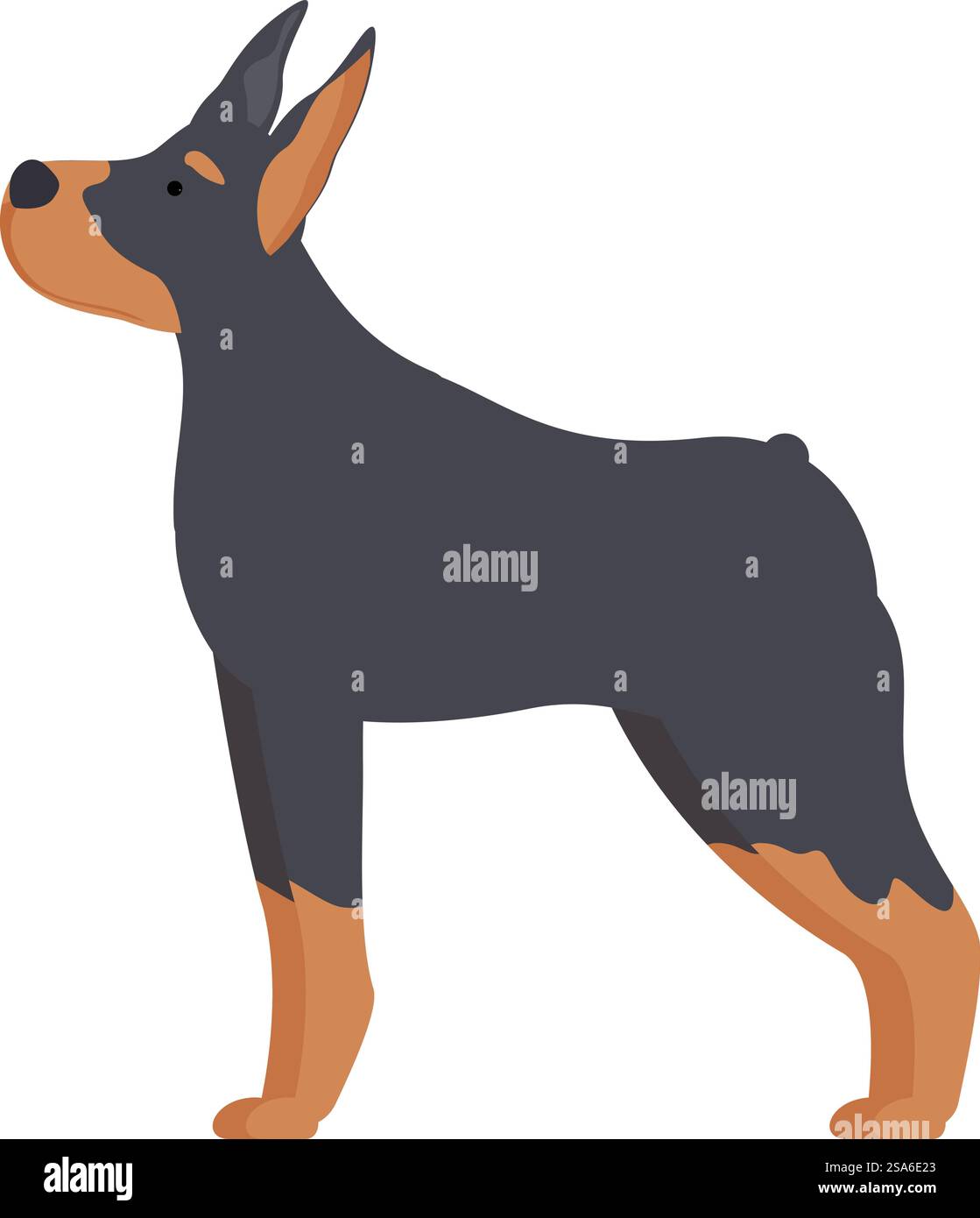 Large black and tan doberman pinscher standing alert and paying ...