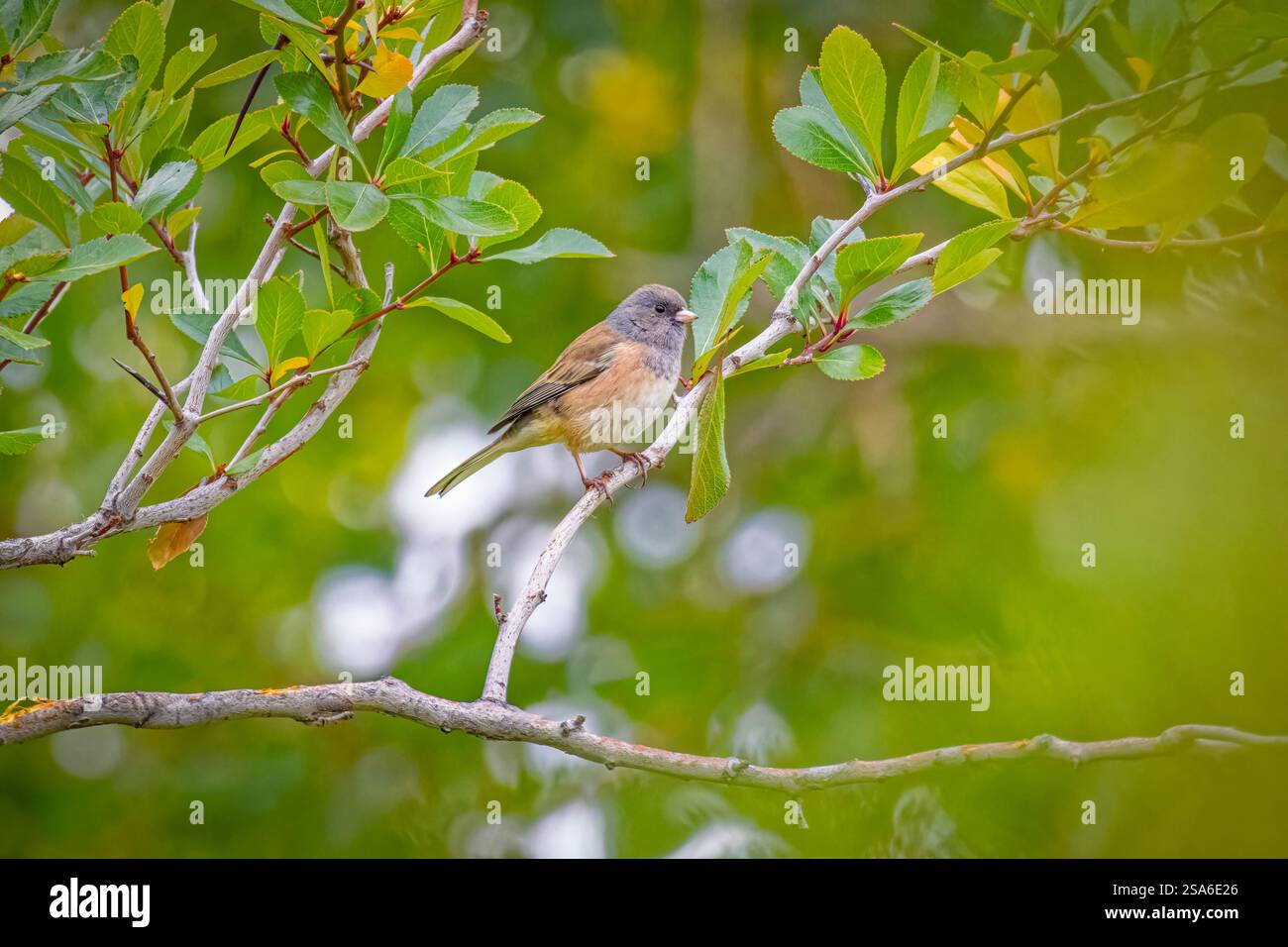 USA, Colorado, Fort Collins. Dark-eyed junco bird in tree Stock Photo ...