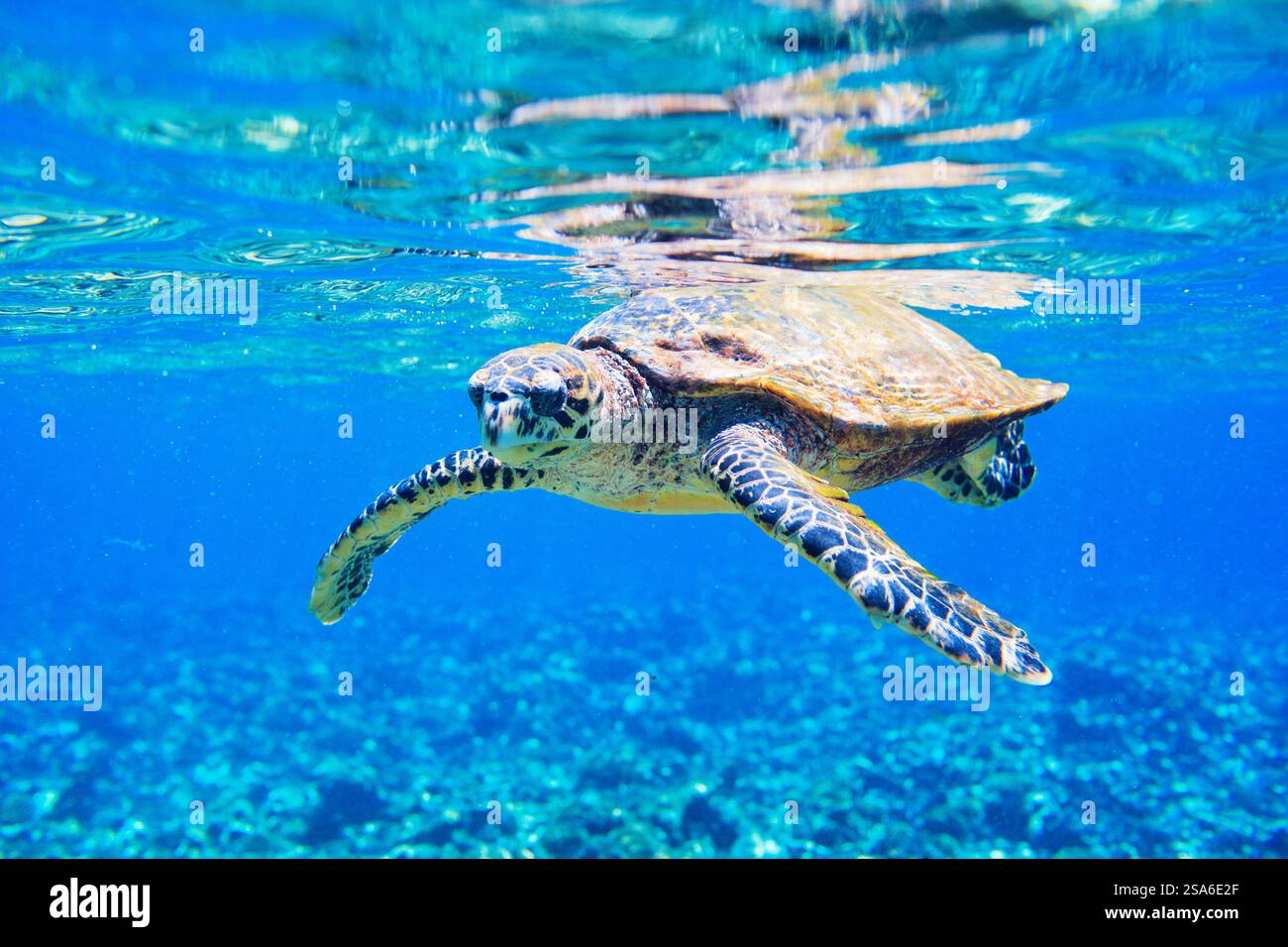 Hawksbill sea turtle swimming in Indian ocean in Seychelles Stock Photo ...
