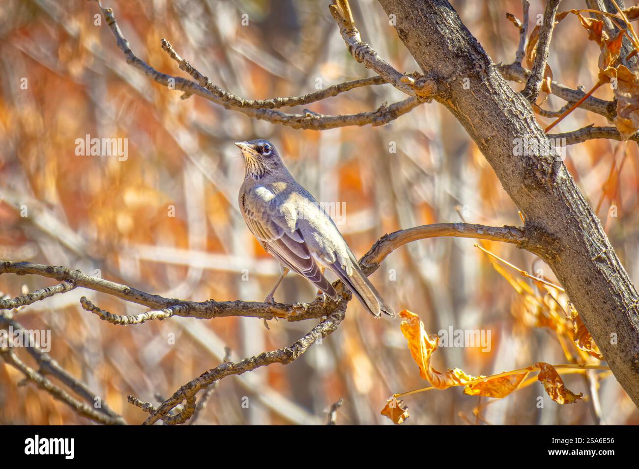 USA, Colorado, Fort Collins. Female American robin in tree Stock Photo ...