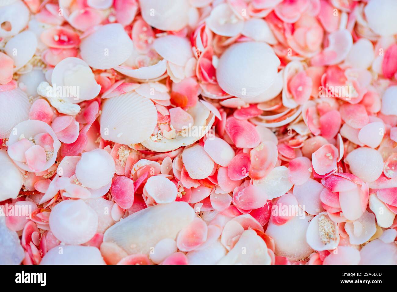Pink sand beach on Barbuda island in Caribbean made of tiny pink shells ...