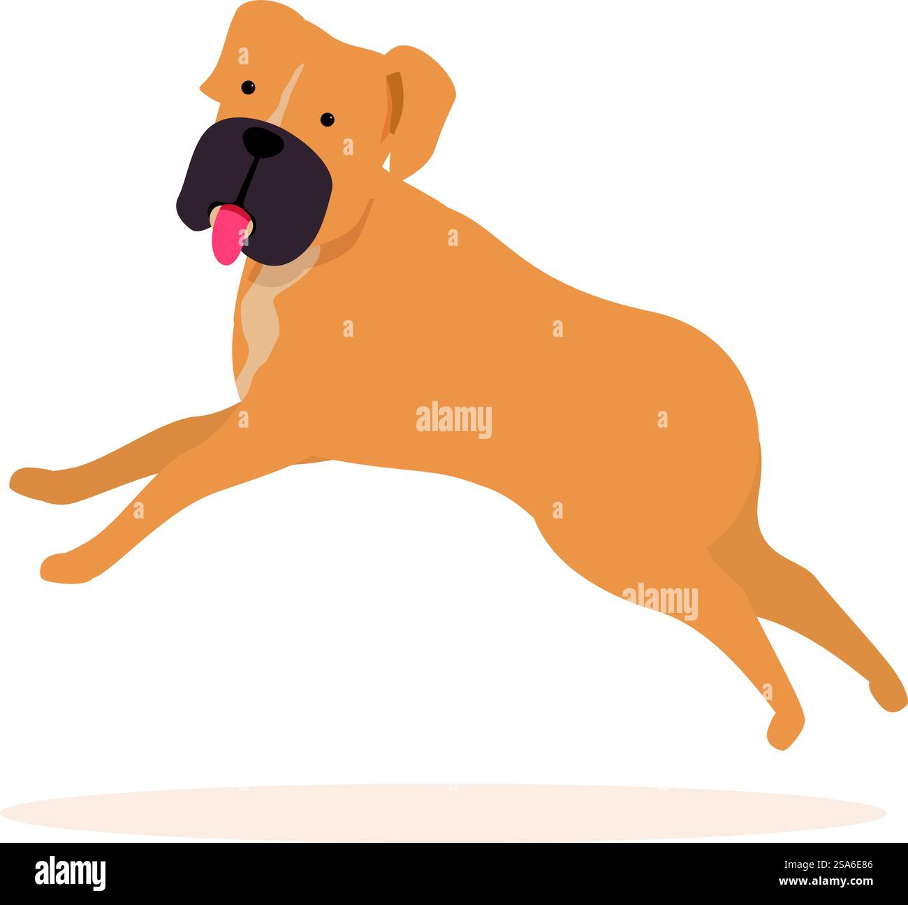 Happy boxer dog jumping in the air with its tongue sticking out. Happy ...