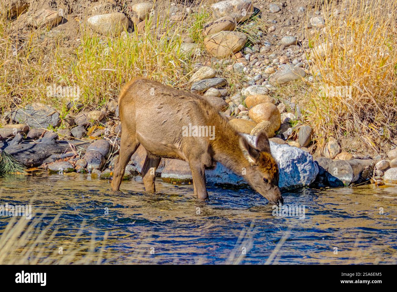USA, Colorado, Fort Collins. Juvenile American elk drinking in stream ...