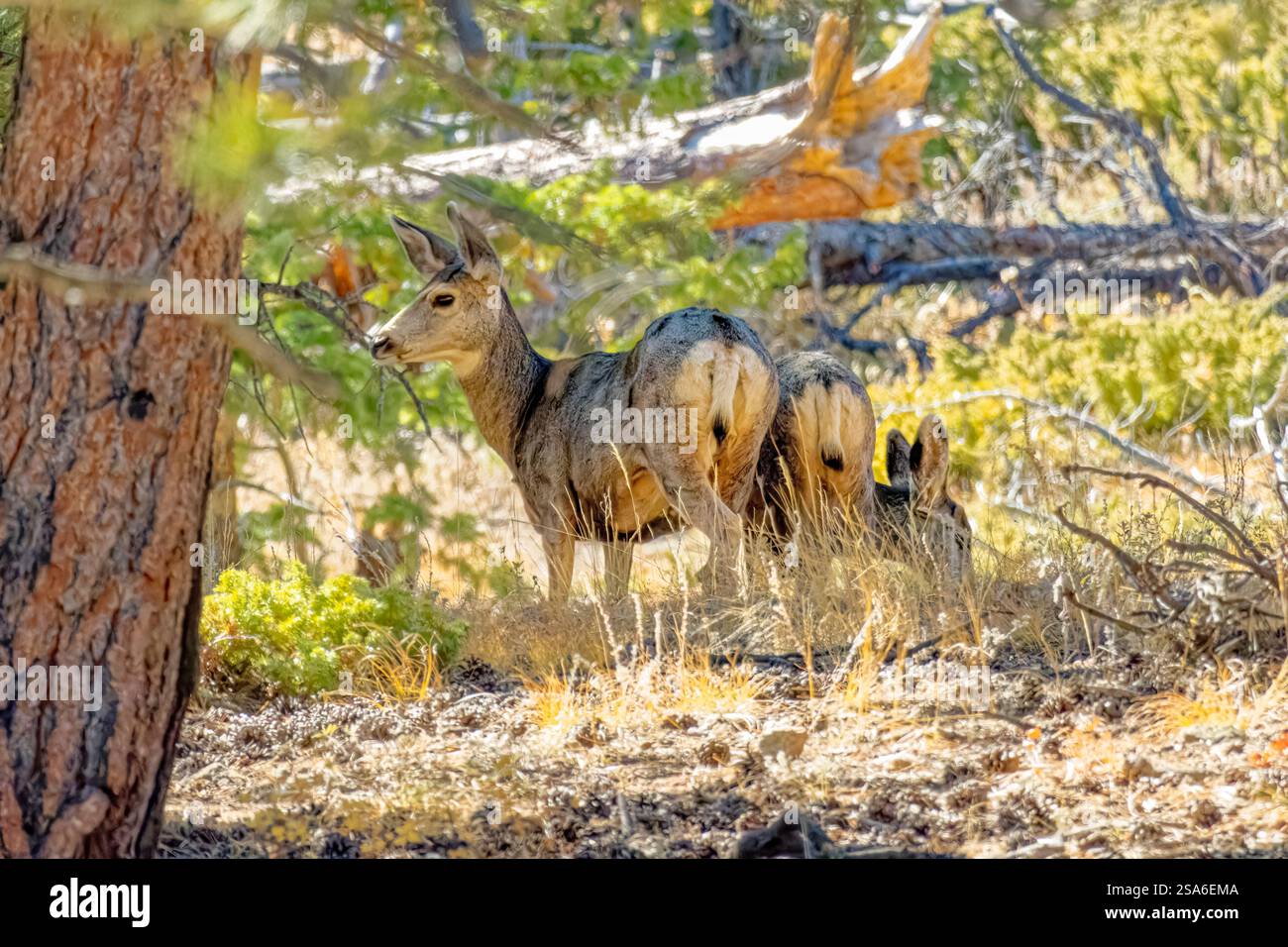USA, Colorado, Fort Collins. Female mule deer in woodland Stock Photo ...