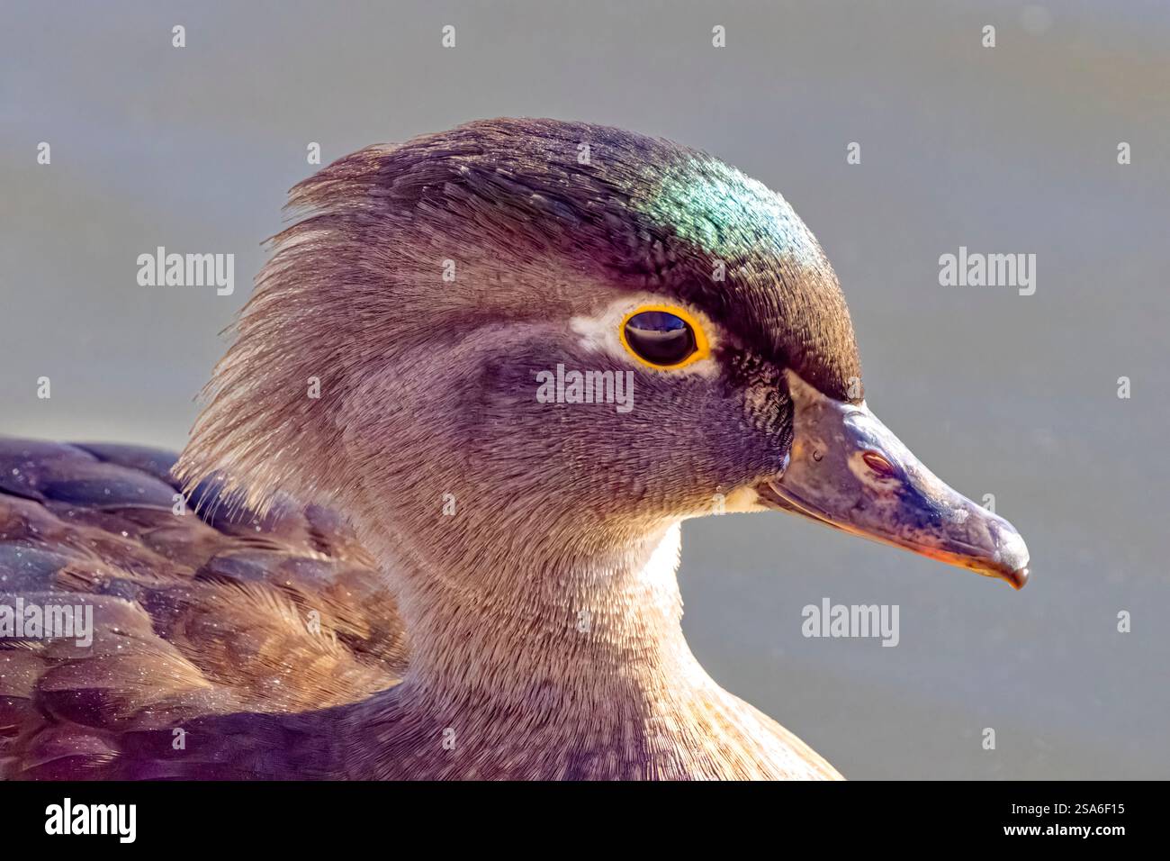 USA, Colorado, Fort Collins. Female American wood duck profile Stock ...