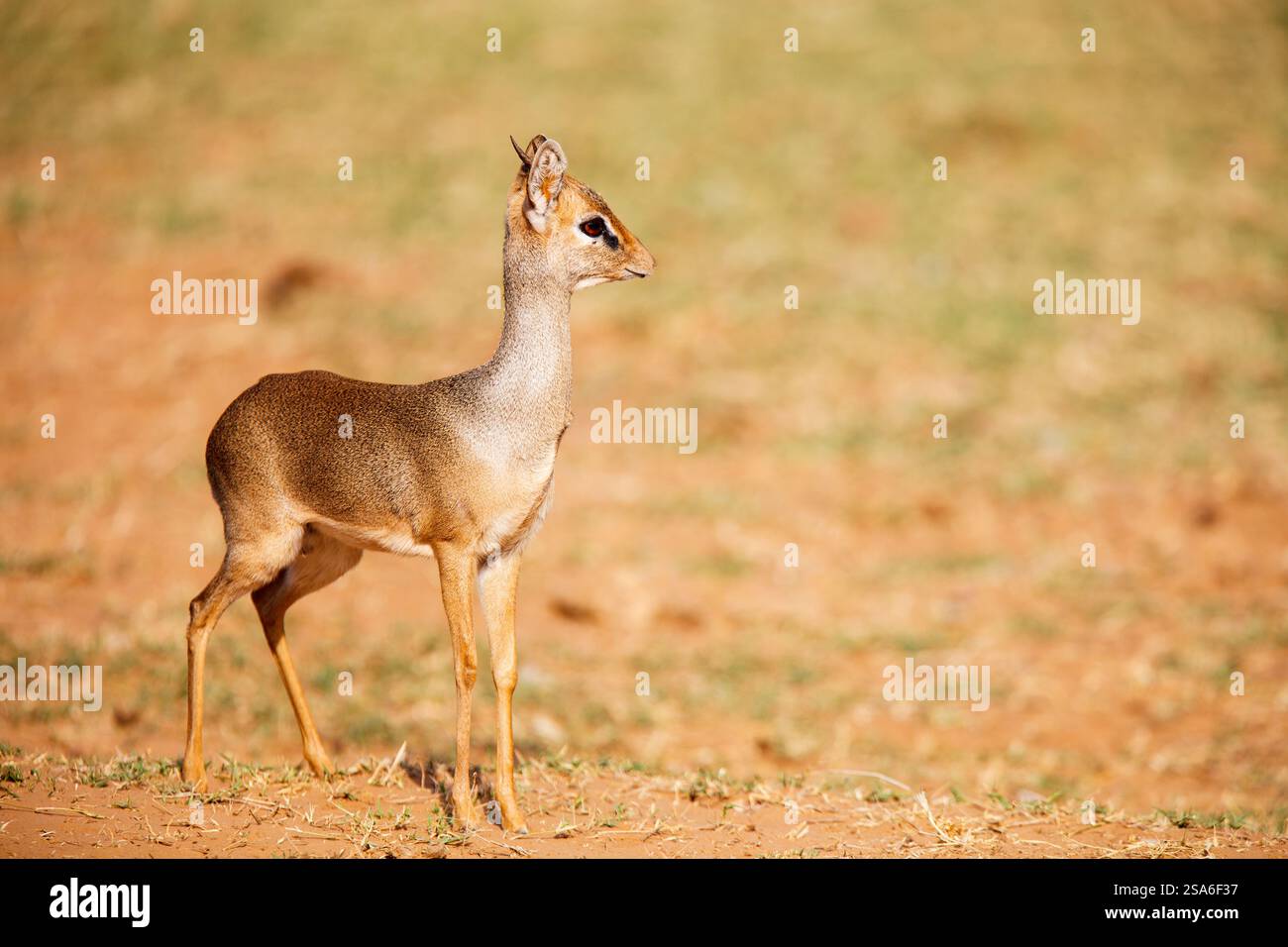 Dik dik antelope in Samburu national park in Kenya Stock Photo - Alamy