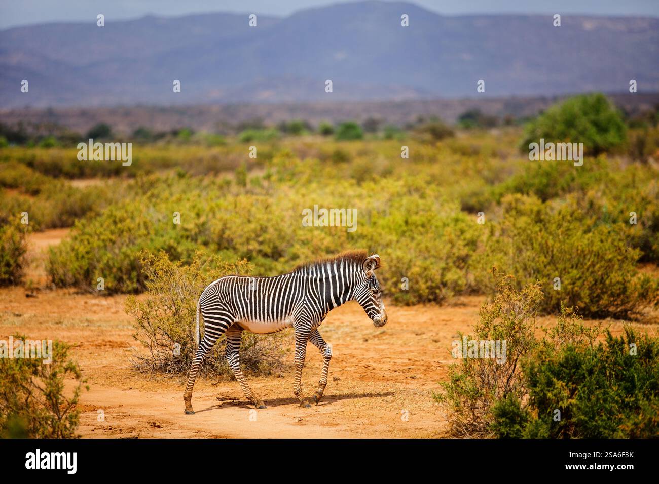 Samburu special five Grevys baby zebra in national reserve in Kenya ...