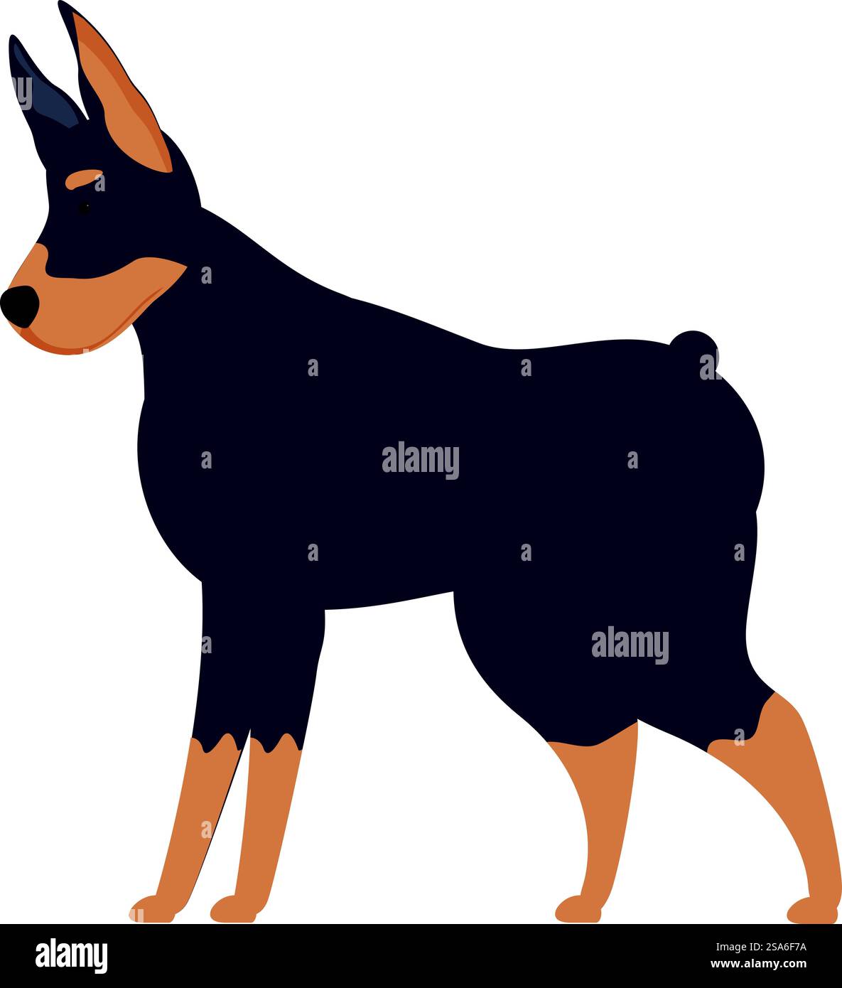 Illustration of a doberman pinscher standing with its ears up, showing ...