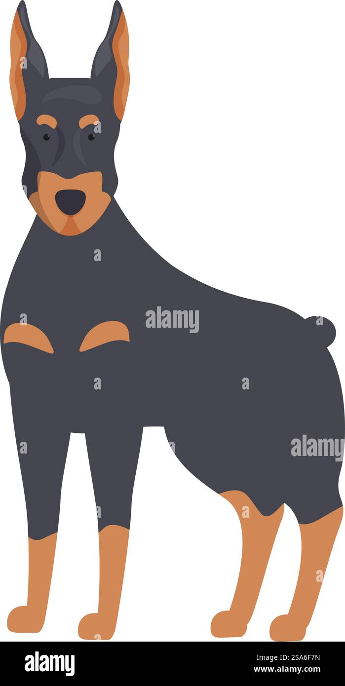 Doberman pinscher standing on white background, guard dog breed ...