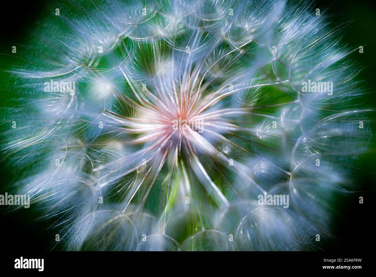 Close-up of the giant dandelion looking plant called salsify in ...