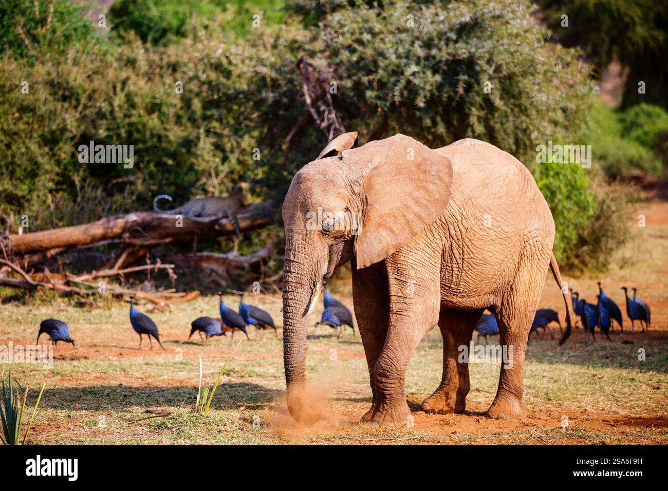 Amazing safari encounter of elephant, leopard and guineafowls Stock ...