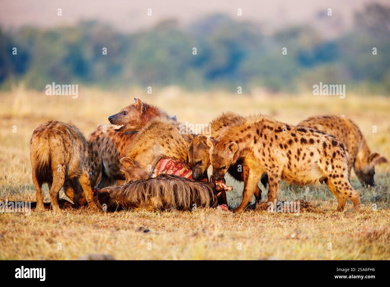 Hyena clan after successful wildebeest hunt in safari park in Kenya ...