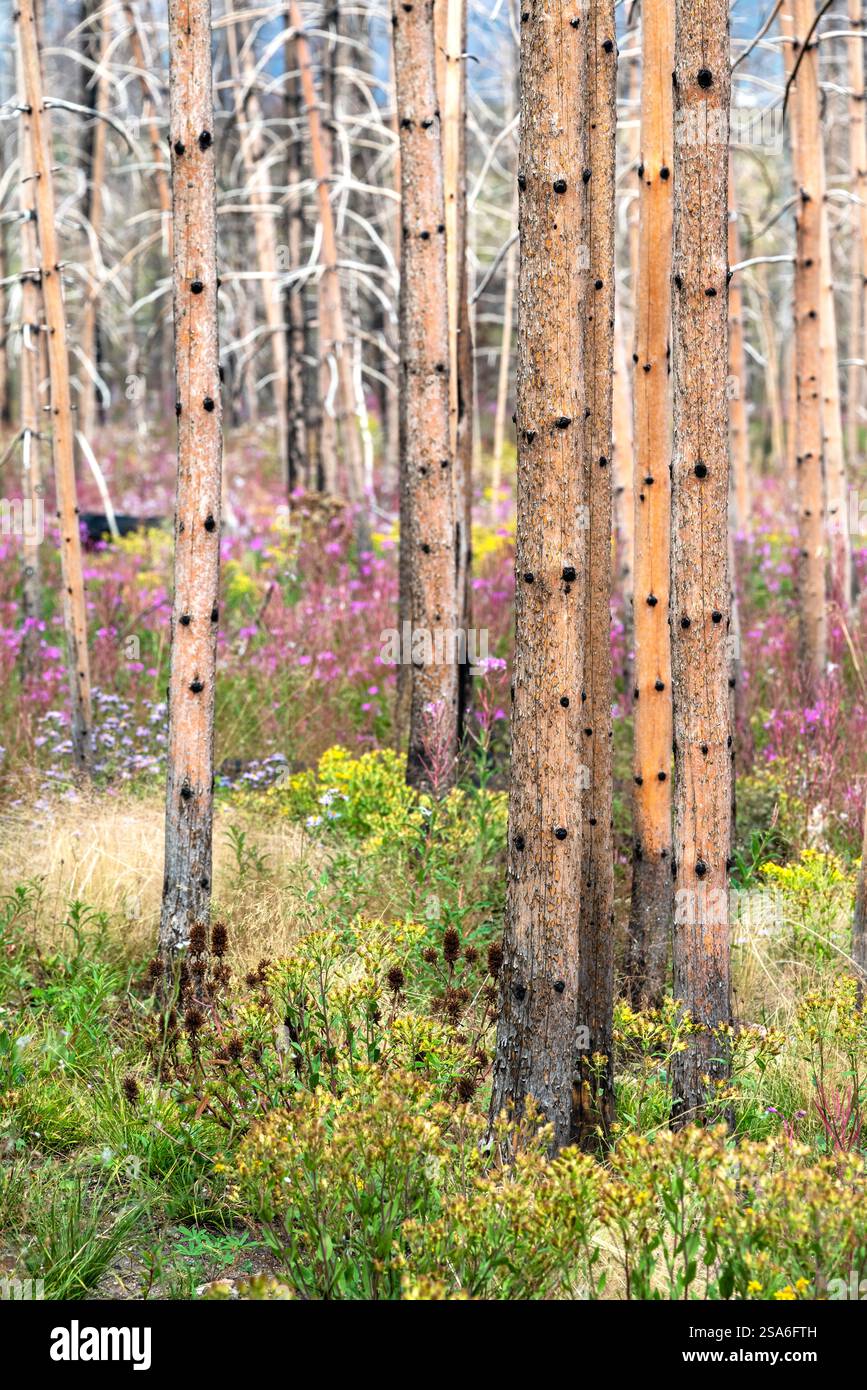 USA, Colorado. Burned Aspen trees and new undergrowth in Arapaho ...