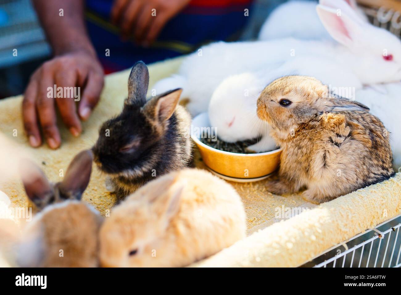 Cute little rabbits for sale at pet market Stock Photo - Alamy
