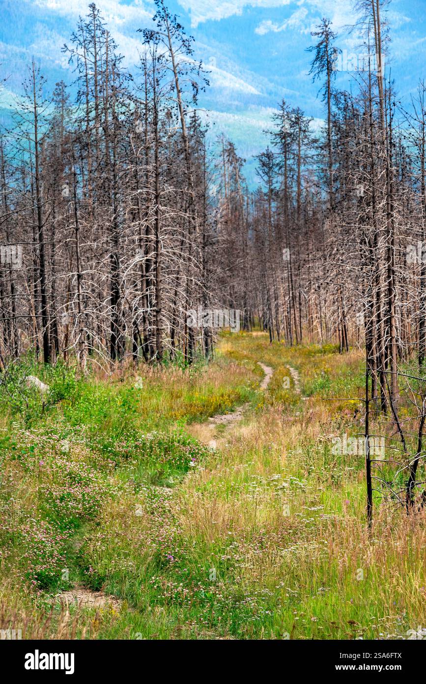 USA, Colorado. Trail through burned section of the Arapaho National ...